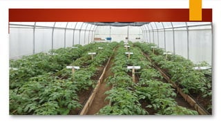 Organic seed production systems for field legumes and lowland ...