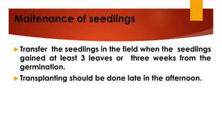 Organic seed production systems for field legumes and lowland ...