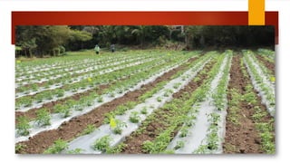 Organic seed production systems for field legumes and lowland ...