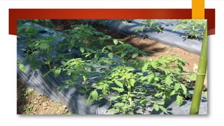Organic seed production systems for field legumes and lowland ...