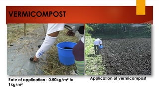 Organic seed production systems for field legumes and lowland ...