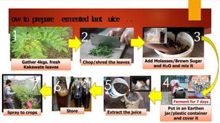 Organic seed production systems for field legumes and lowland ...
