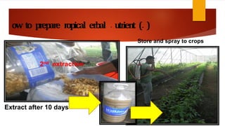 Organic seed production systems for field legumes and lowland ...