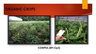 Organic seed production systems for field legumes and lowland ...