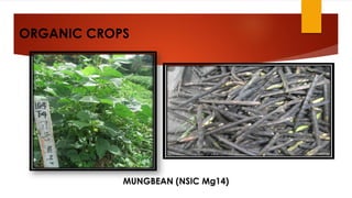Organic seed production systems for field legumes and lowland ...