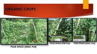 Organic seed production systems for field legumes and lowland ...