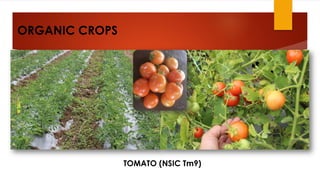 Organic seed production systems for field legumes and lowland ...