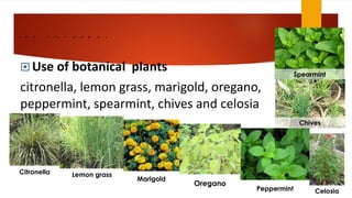 Organic seed production systems for field legumes and lowland ...
