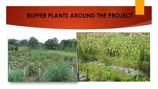 Organic seed production systems for field legumes and lowland ...