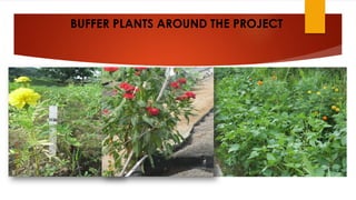 Organic seed production systems for field legumes and lowland ...