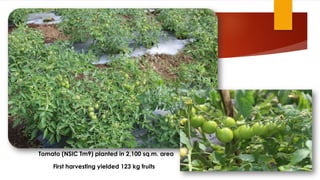 Organic seed production systems for field legumes and lowland ...