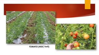 Organic seed production systems for field legumes and lowland ...