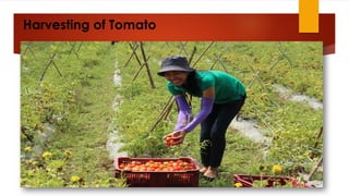 Organic seed production systems for field legumes and lowland ...