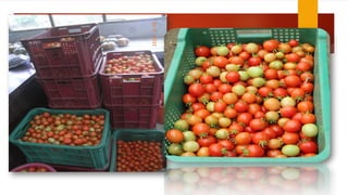 Organic seed production systems for field legumes and lowland ...