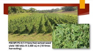 Organic seed production systems for field legumes and lowland ...