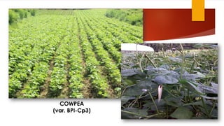 Organic seed production systems for field legumes and lowland ...