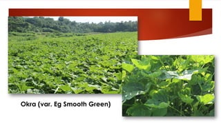 Organic seed production systems for field legumes and lowland ...