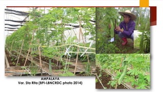 Organic seed production systems for field legumes and lowland ...
