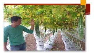 Organic seed production systems for field legumes and lowland ...