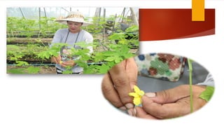 Organic seed production systems for field legumes and lowland ...