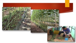 Organic seed production systems for field legumes and lowland ...