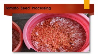 Organic seed production systems for field legumes and lowland ...