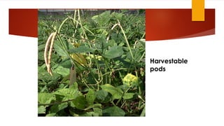 Organic seed production systems for field legumes and lowland ...