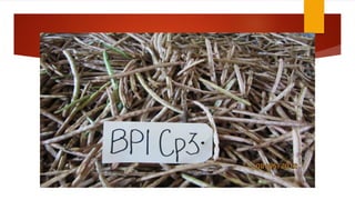 Organic seed production systems for field legumes and lowland ...