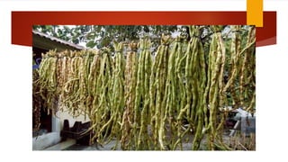 Organic seed production systems for field legumes and lowland ...