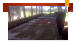 Organic seed production systems for field legumes and lowland ...
