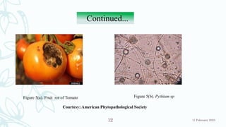ORGANIC SOIL AMENDMENTS FOR THE MANAGEMENT OF SOIL BORNE PATHOGEN(S ...