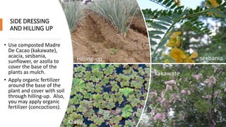 Organic Vegetable Gardening (From Fertilizer Application to Harvesting ...