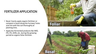 Organic Vegetable Gardening (From Fertilizer Application to Harvesting ...