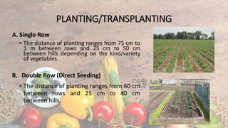 Organic Vegetable Gardening (From Fertilizer Application to Harvesting ...