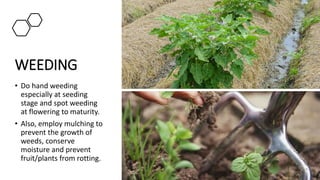 Organic Vegetable Gardening (From Fertilizer Application to Harvesting ...