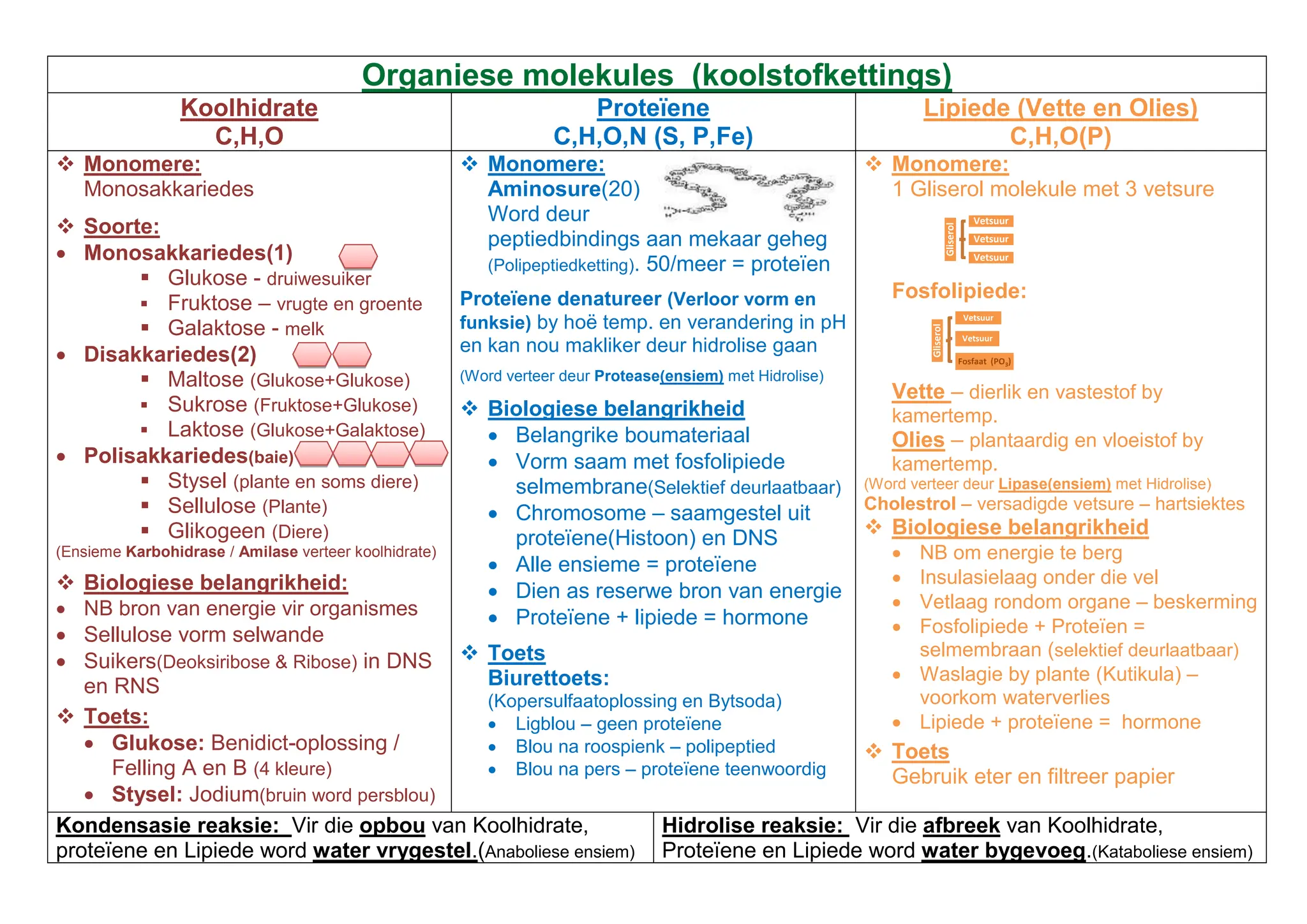 Organiese molecules and their functions. | DOCX