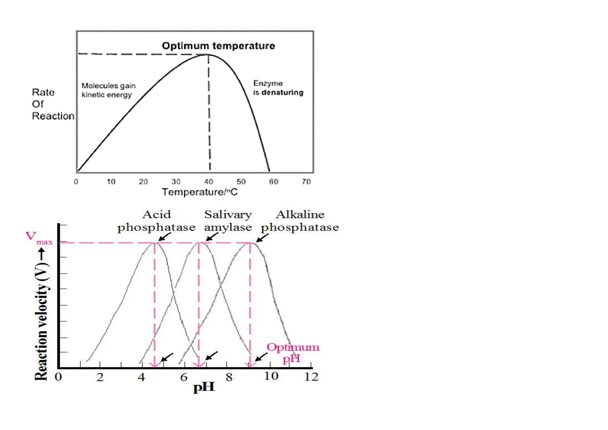 Organiese molecules and their functions. | DOCX