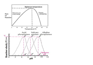 Organiese molecules and their functions. | DOCX
