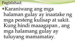 EPP 5- AGRI - Organikong pagsugpo ng peste at kulisap ppt | PPTX
