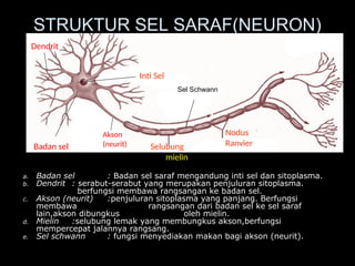 Materi IPA Biologi Kelas 7: Organisasi Kehidupan.ppt