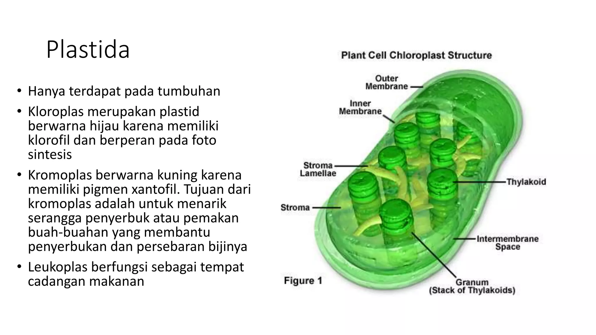 Organisasi kehidupan ppt | PPTX