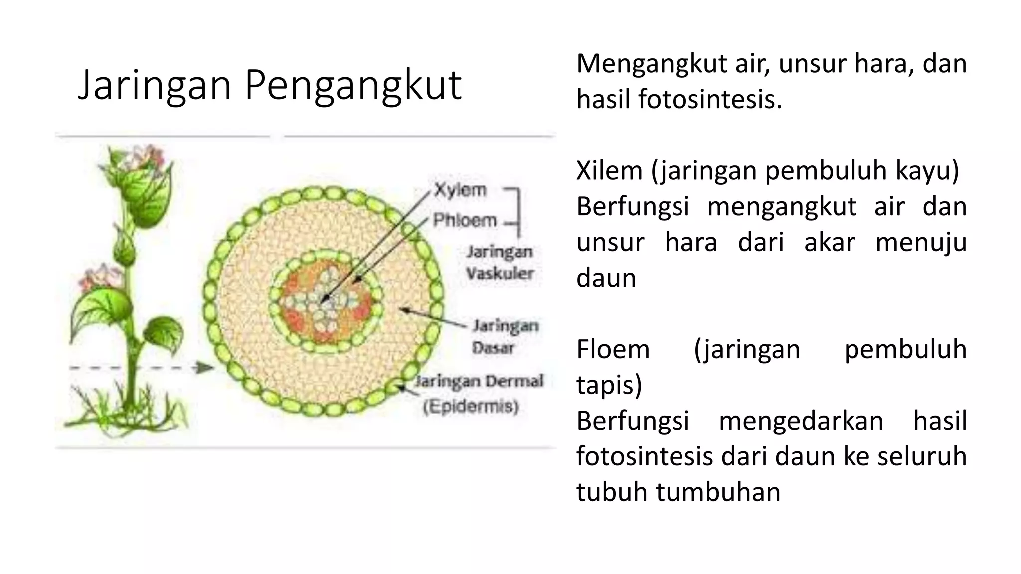 Organisasi kehidupan ppt | PPTX