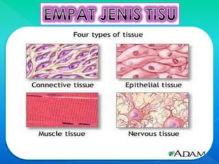 Organisasi sel tisu (farah) | PPTX