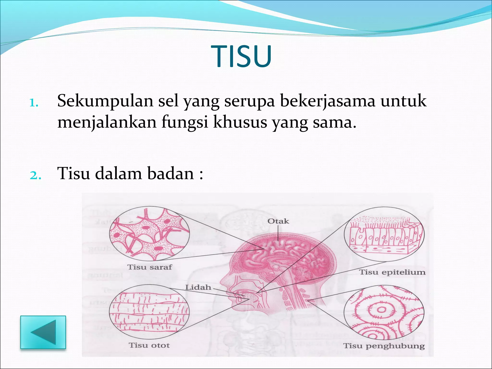 Organisasi sel badan manusia | PPT