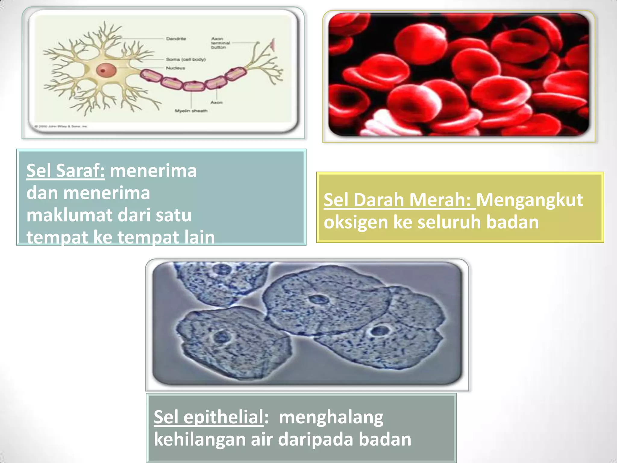 2.3 Organisasi Sel | PPTX
