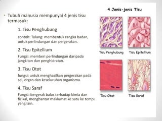 2.3 Organisasi Sel | PPTX