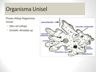 2.3 Organisasi Sel | PPTX