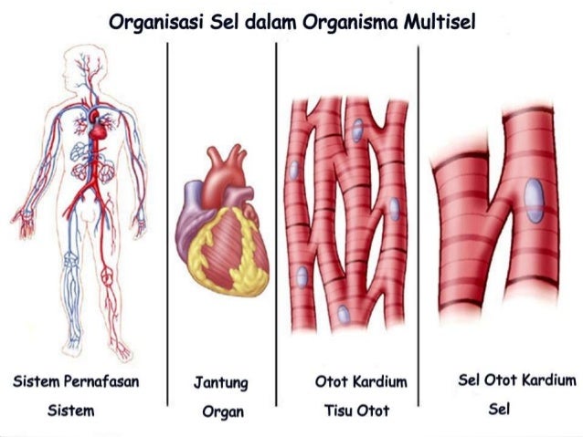 2.3 Organisasi Sel