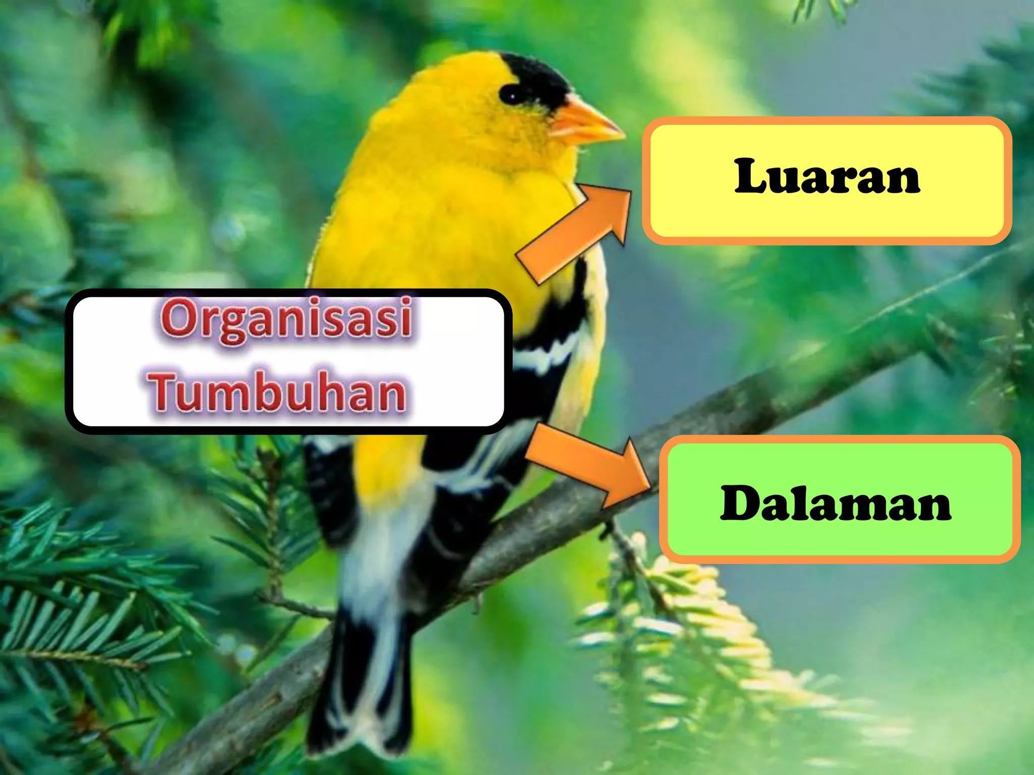 Organisasi Tumbuhan (Murugan Genesan DB 100739 (S4) | PPTX