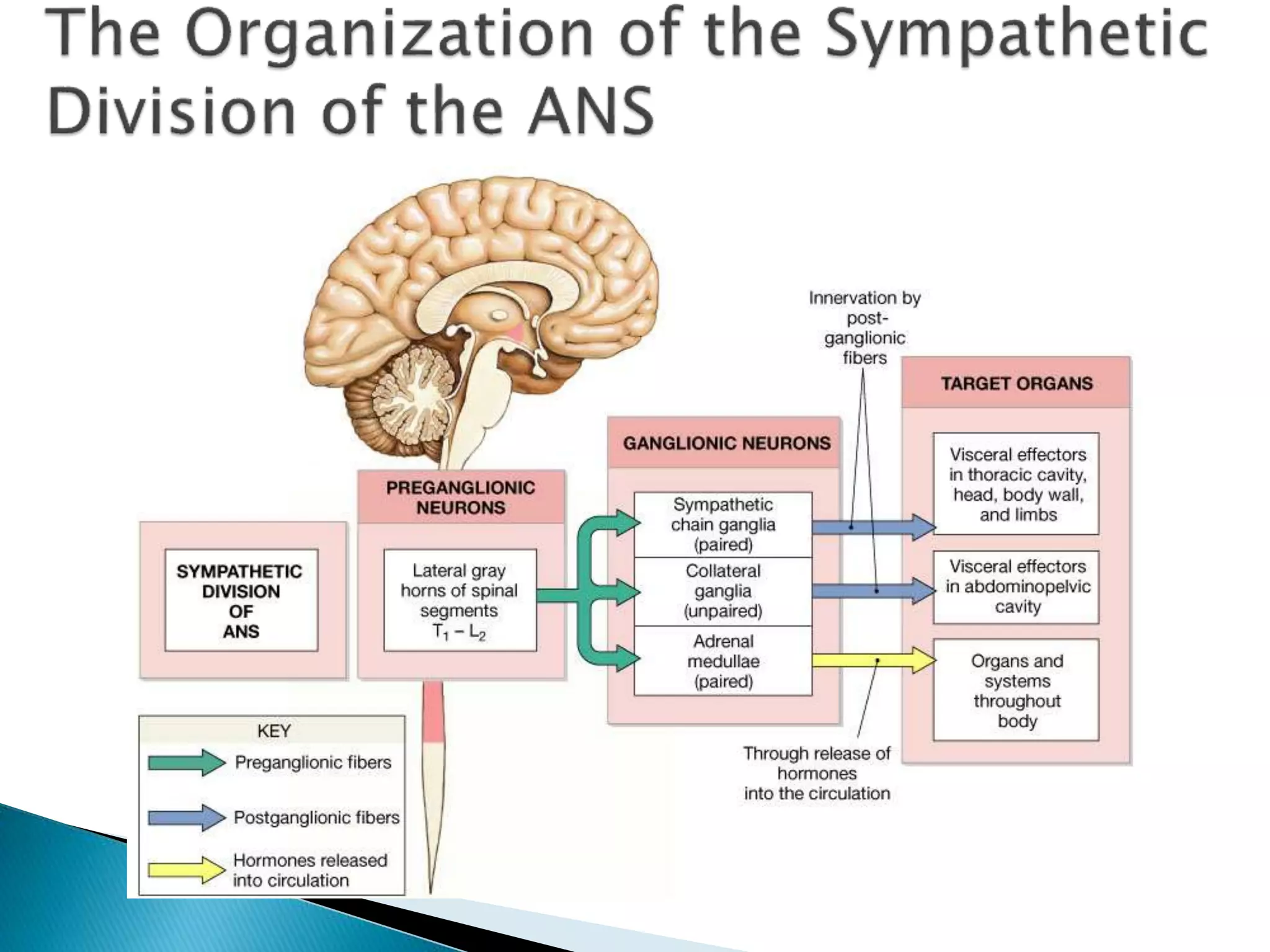 Organisation of ans | PPTX